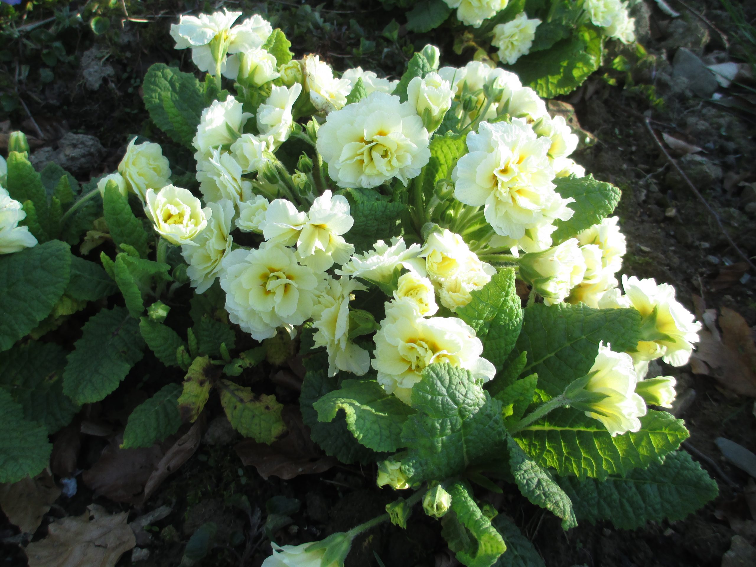 April 8th 2020 | Glebe Garden
